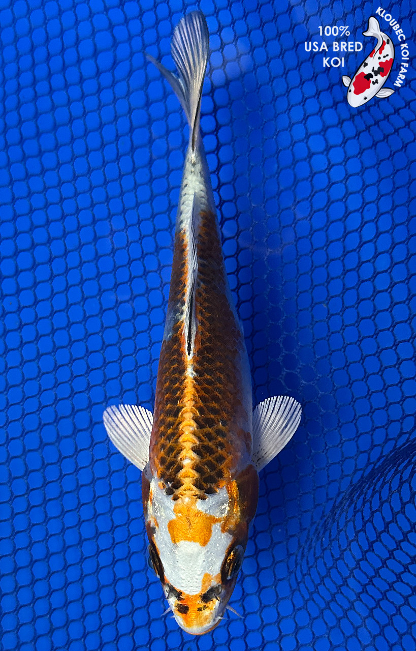 5.5" Kujaku Koi #J10208(X10) | Kloubec Koi Farm