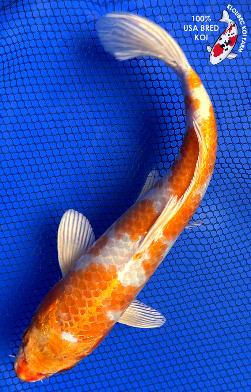10" Hariwake Koi #J111317(X31) | Kloubec Koi Farm
