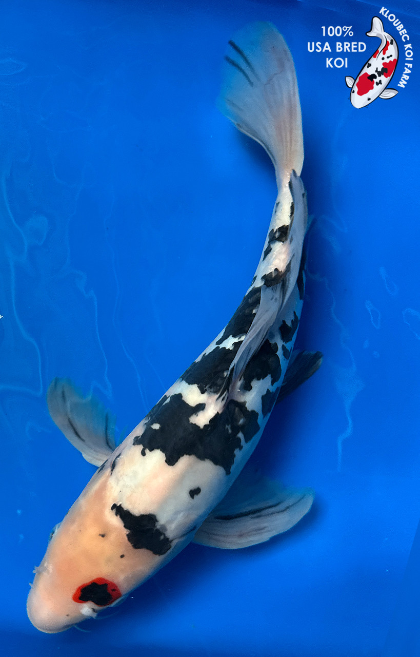 15.5 Doitsu Showa Butterfly Koi #J111433(S2) | Kloubec Koi Farm