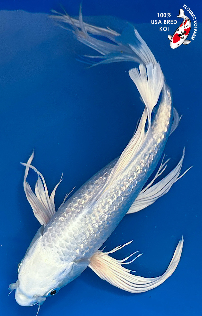 9" "Pixie" Gin Rin Platinum Ogon Butterfly Koi #K11582(M23) | Kloubec ...