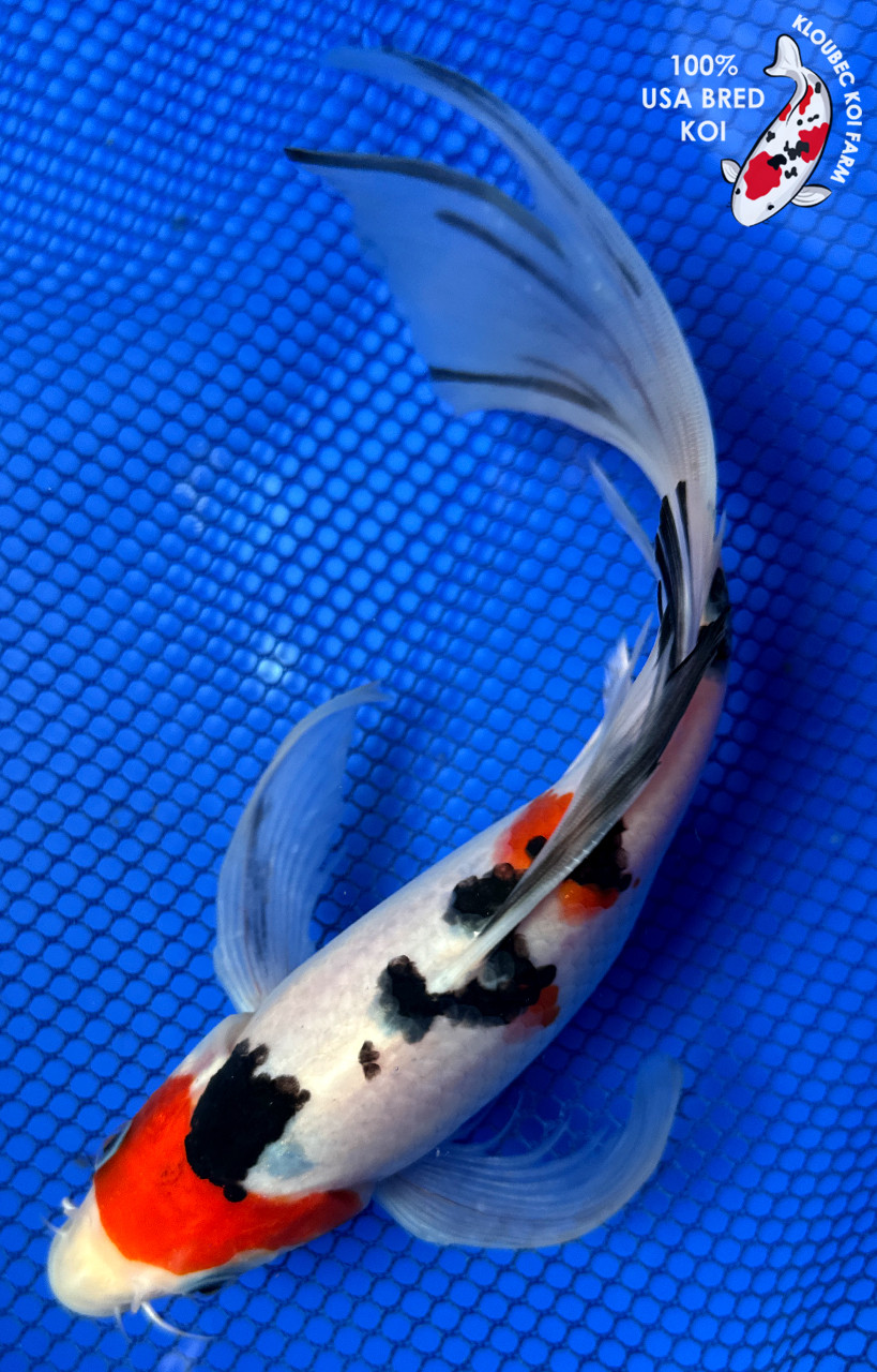 9" Sanke Butterfly Koi #J11662(P12) | Kloubec Koi Farm