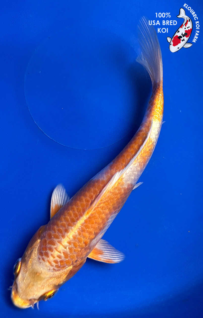 5.5" Hariwake Koi #J12010(P13) | Kloubec Koi Farm