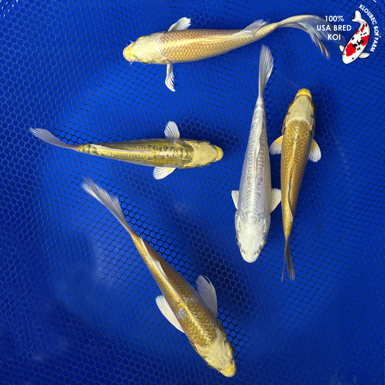 (5) 6-7" Sunshine Mix Koi Pond Pack #J12047(H2) | Kloubec Koi Farm