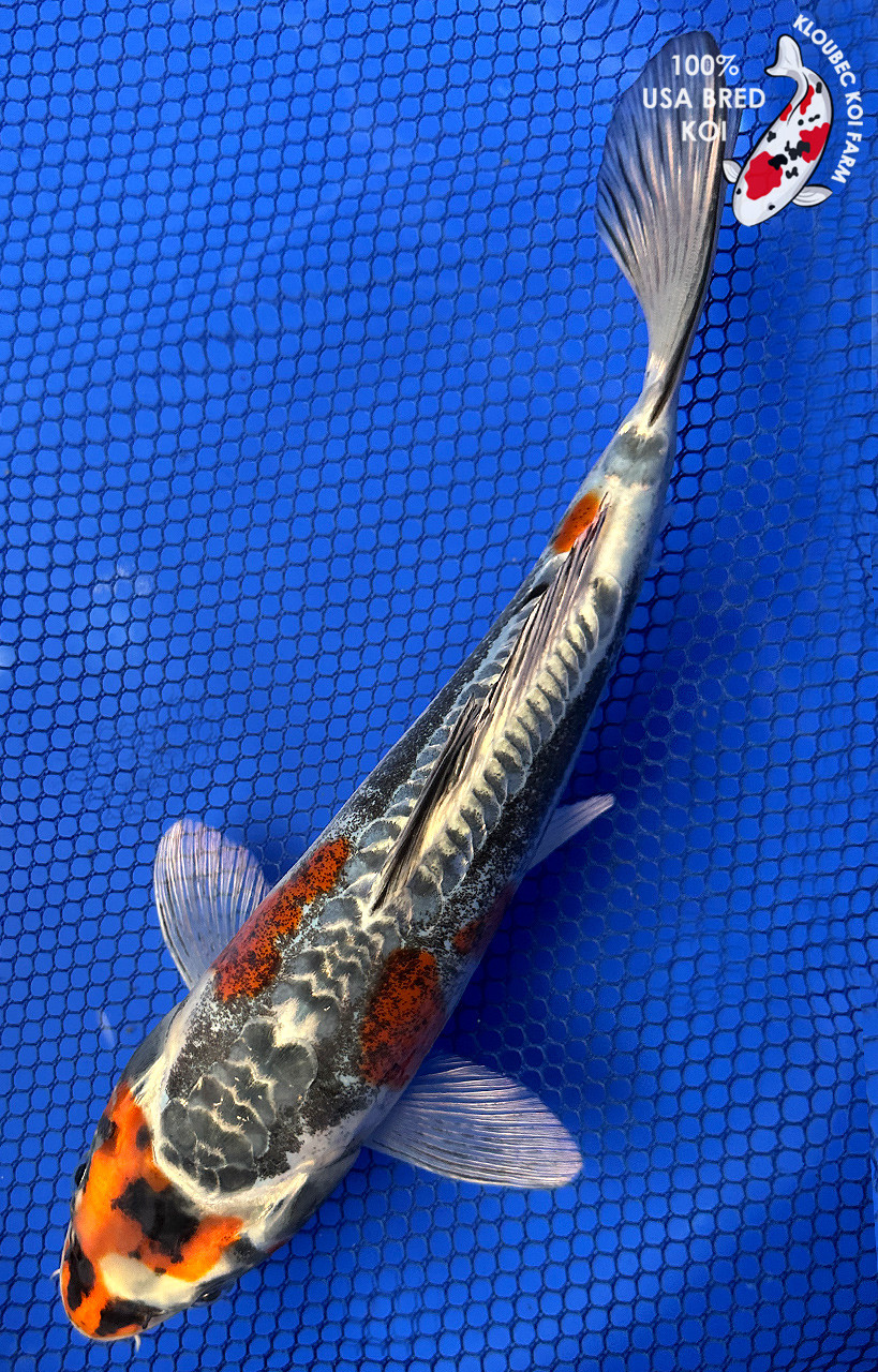 10" Beni Kikokuryu Koi #J2521(P14) | Kloubec Koi Farm