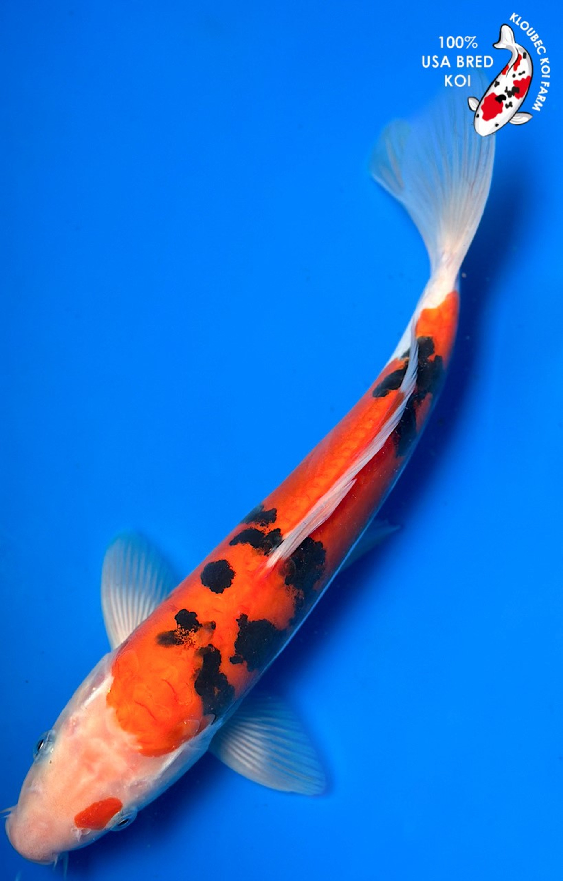 Taisho Sanke Koi | Sanke Koi Fish For Sale | Kloubec Koi Farm
