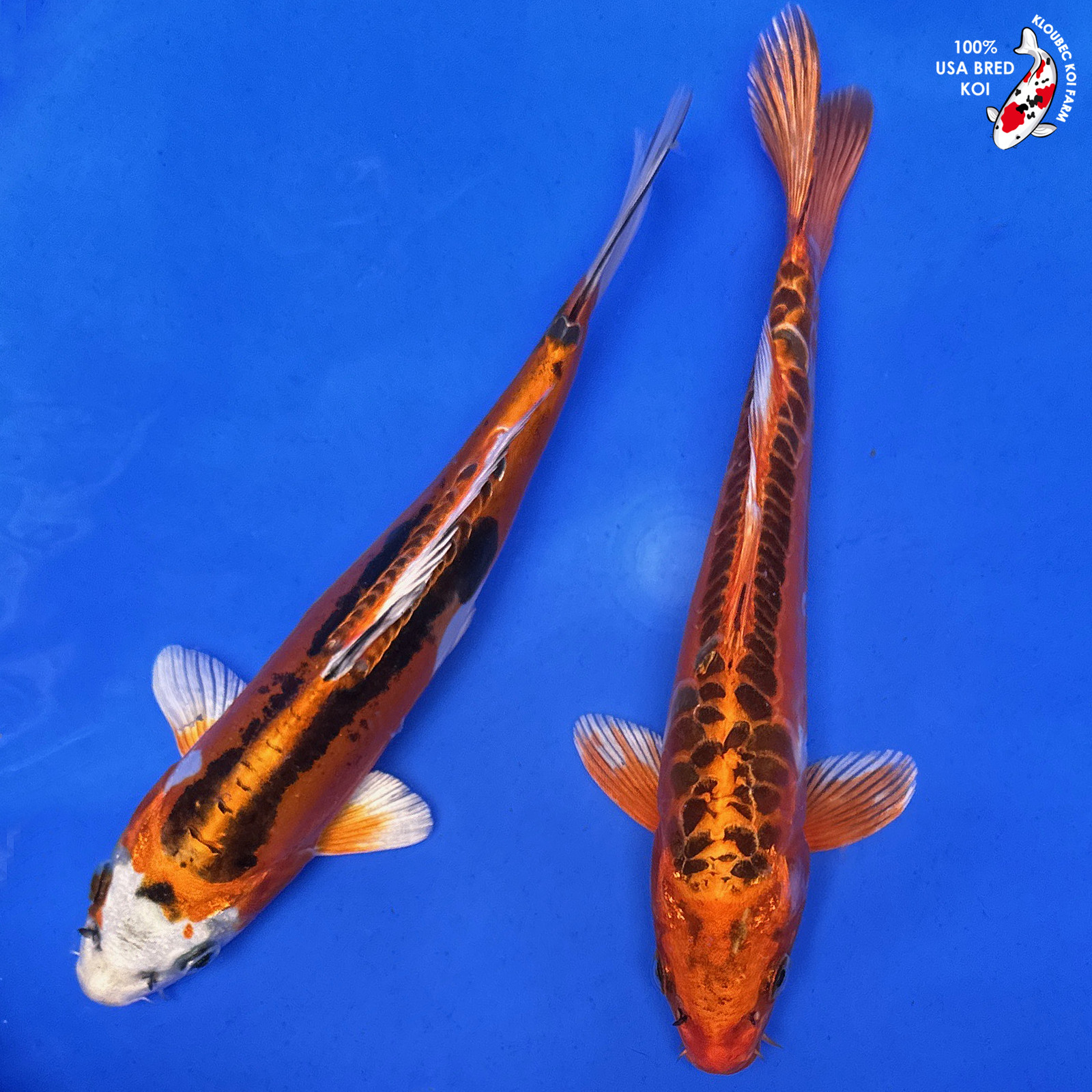 Koi Fish For Sale - Kloubec Koi Farm