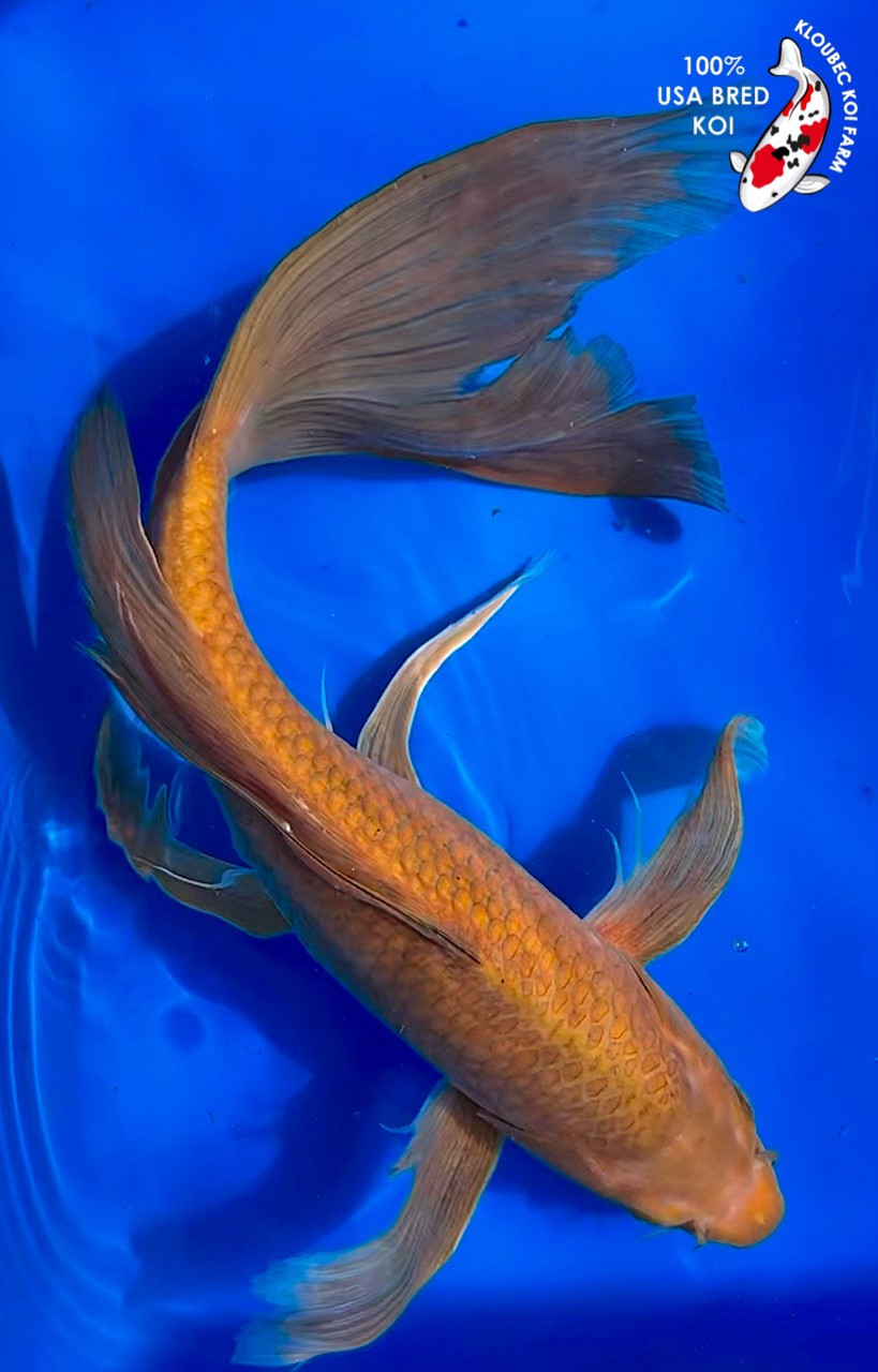 Butterfly Koi for Sale | Japanese Butterfly Koi Varieties | Kloubec Koi ...