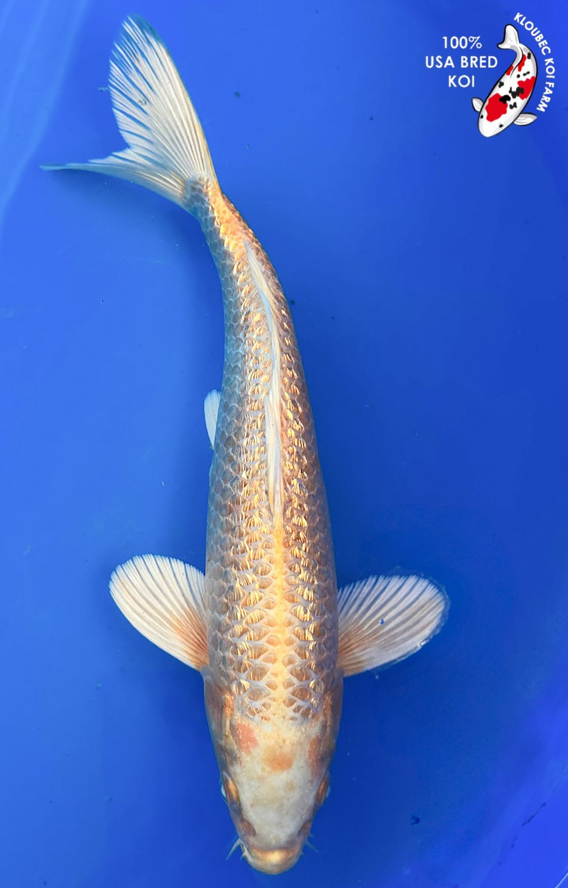 Yellow Koi Fish for Sale | Yellow Koi Carp | Kloubec Koi Farm