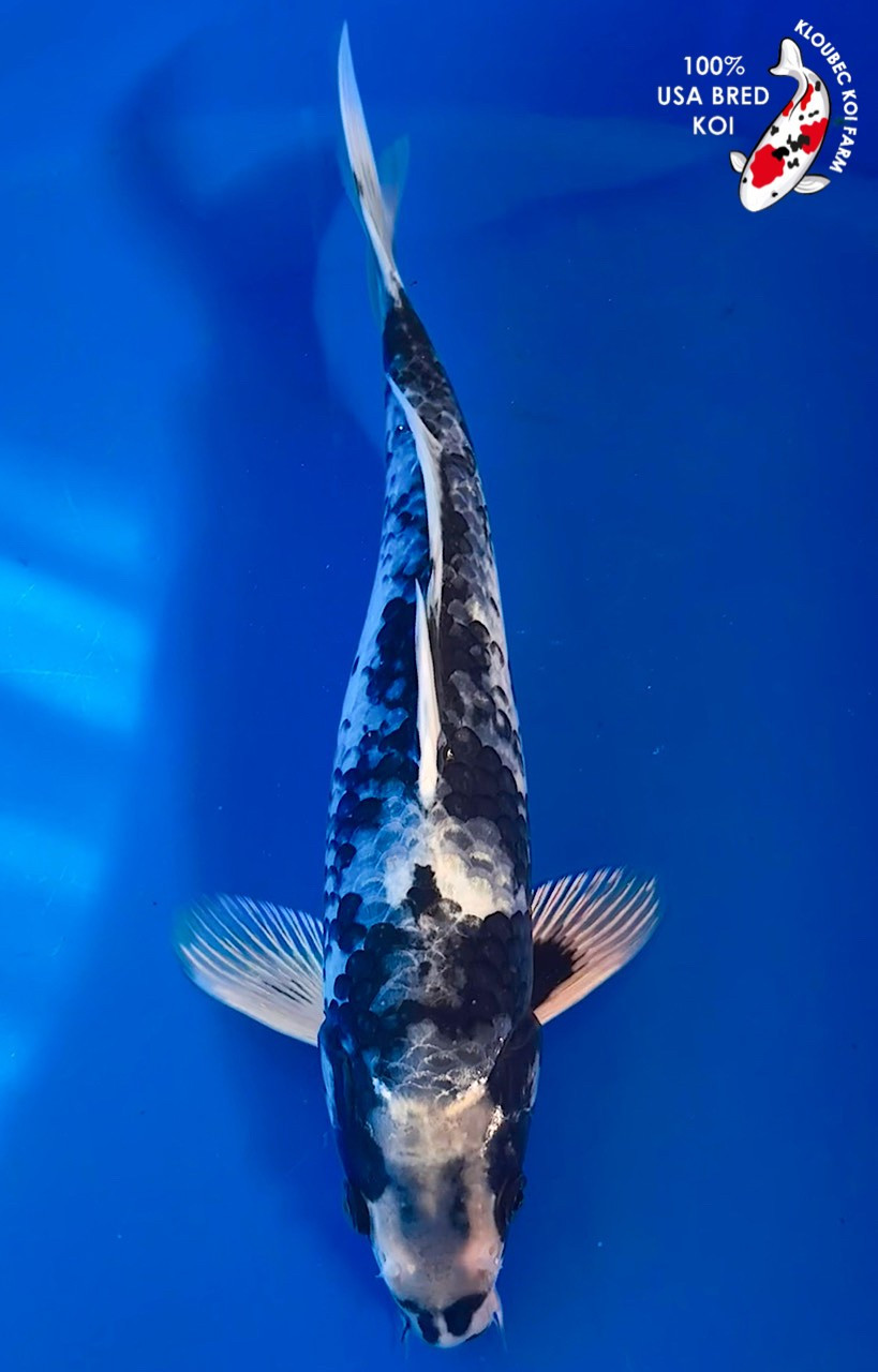 Black Koi Fish for Sale | Karasu, Matsukawabake & More | Kloubec Koi Farm