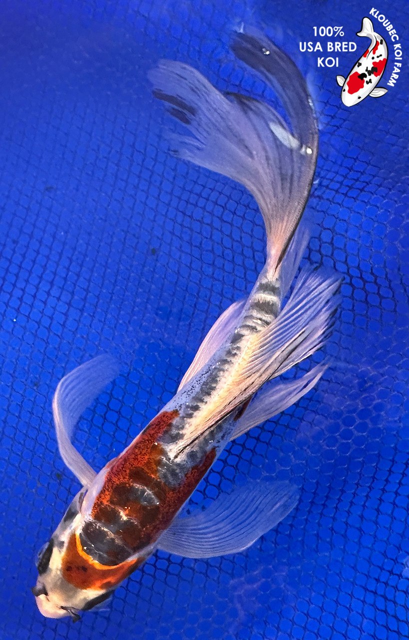 Blue Koi Fish For Sale | Shusui & Asagi Koi Carp Varieties | Kloubec ...