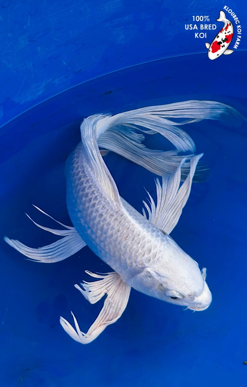 Butterfly Koi Fish for Sale | Longfin Butterfly Koi Varieties | Kloubec ...