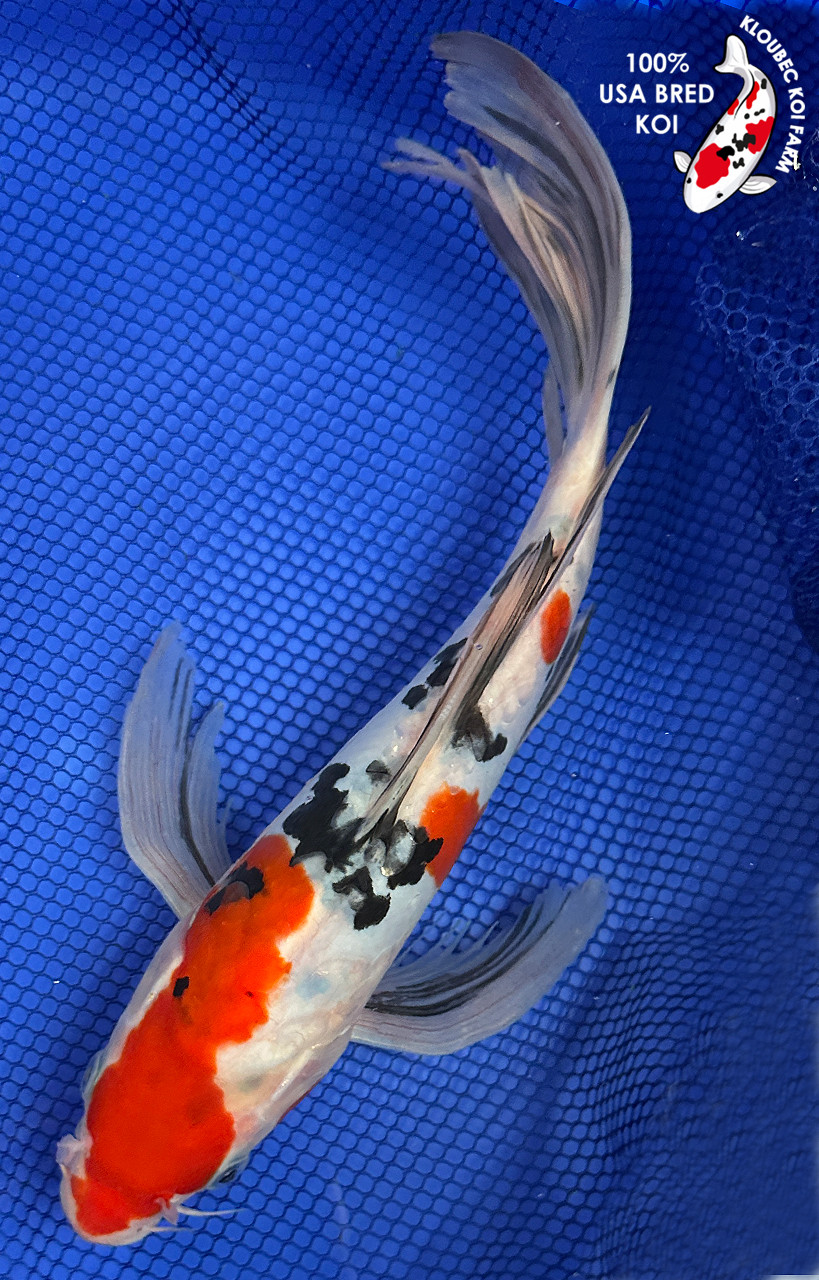 Sanke Koi Fish for Sale | Taisho & Doitsu Sanke Koi | Kloubec Koi Farm