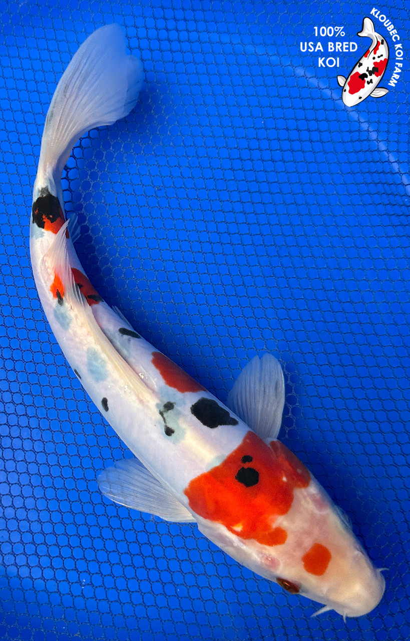 Sanke Koi Fish | Premium Tri‑Color Koi for Sale | Kloubec Koi Farm - Page 2