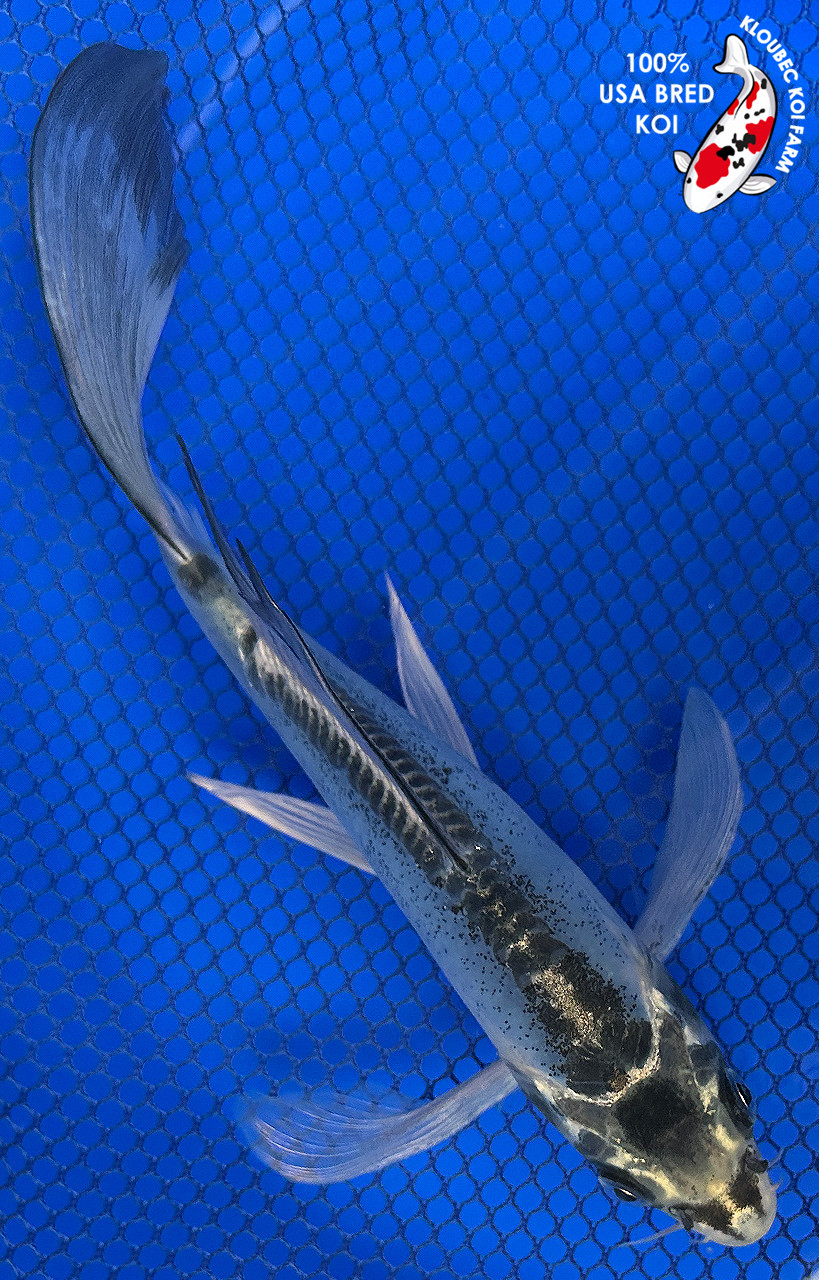Butterfly Koi Fish for Sale | Longfin Butterfly Koi Varieties | Kloubec ...