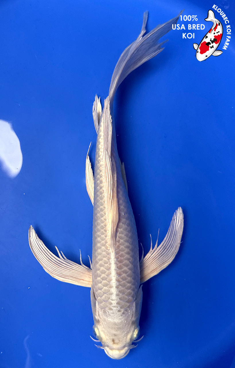 Butterfly Koi Fish for Sale | Longfin Butterfly Koi Varieties | Kloubec ...