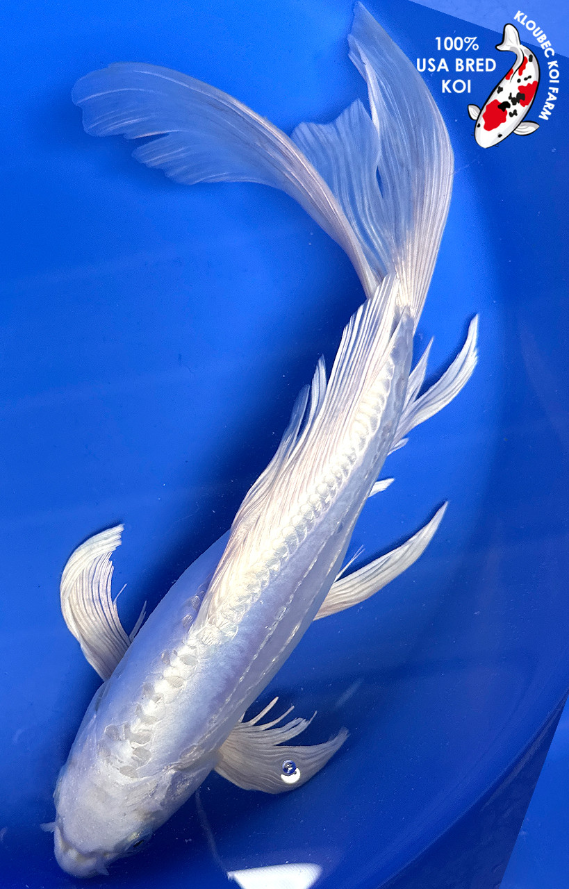 Platinum Ogon Koi Fish for Sale | Platinum Butterfly Koi | Kloubec Koi Farm