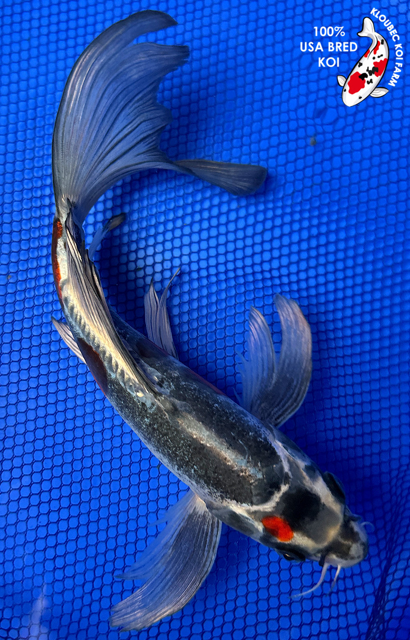 Butterfly Koi Fish for Sale | Longfin Butterfly Koi Varieties | Kloubec ...