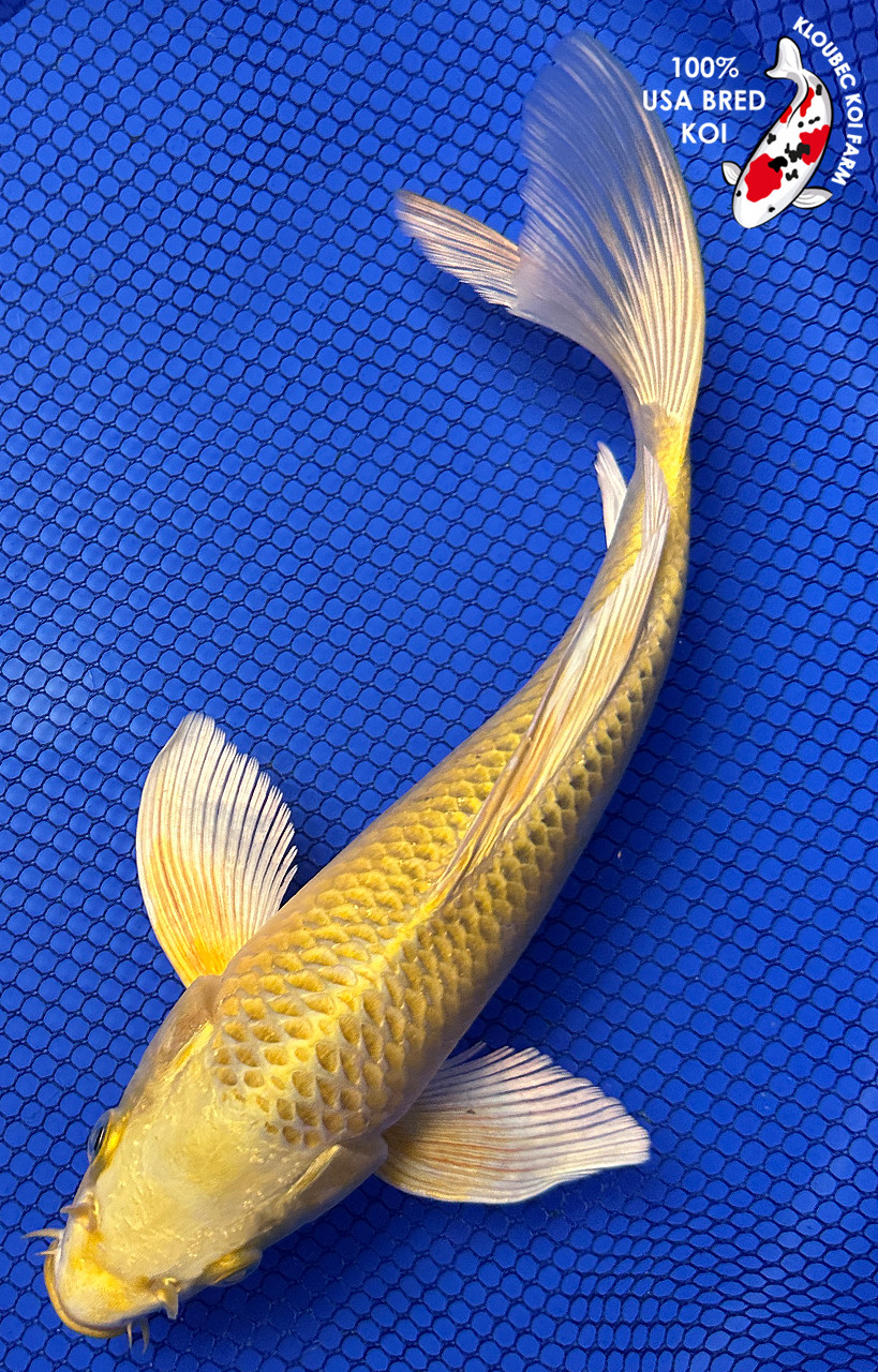 Butterfly Koi Fish for Sale | Longfin Butterfly Koi Varieties | Kloubec ...