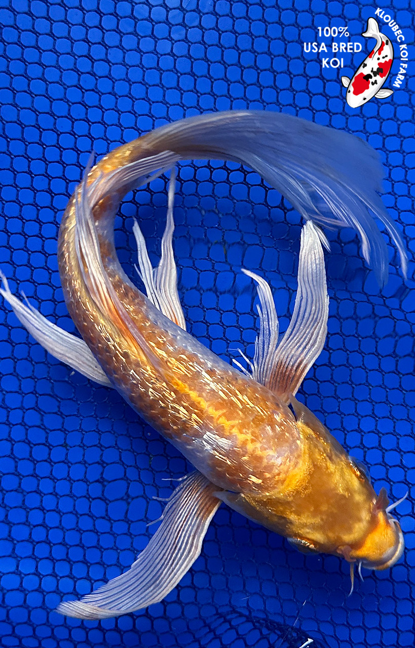 Butterfly Koi Fish for Sale | Longfin Butterfly Koi Varieties | Kloubec ...