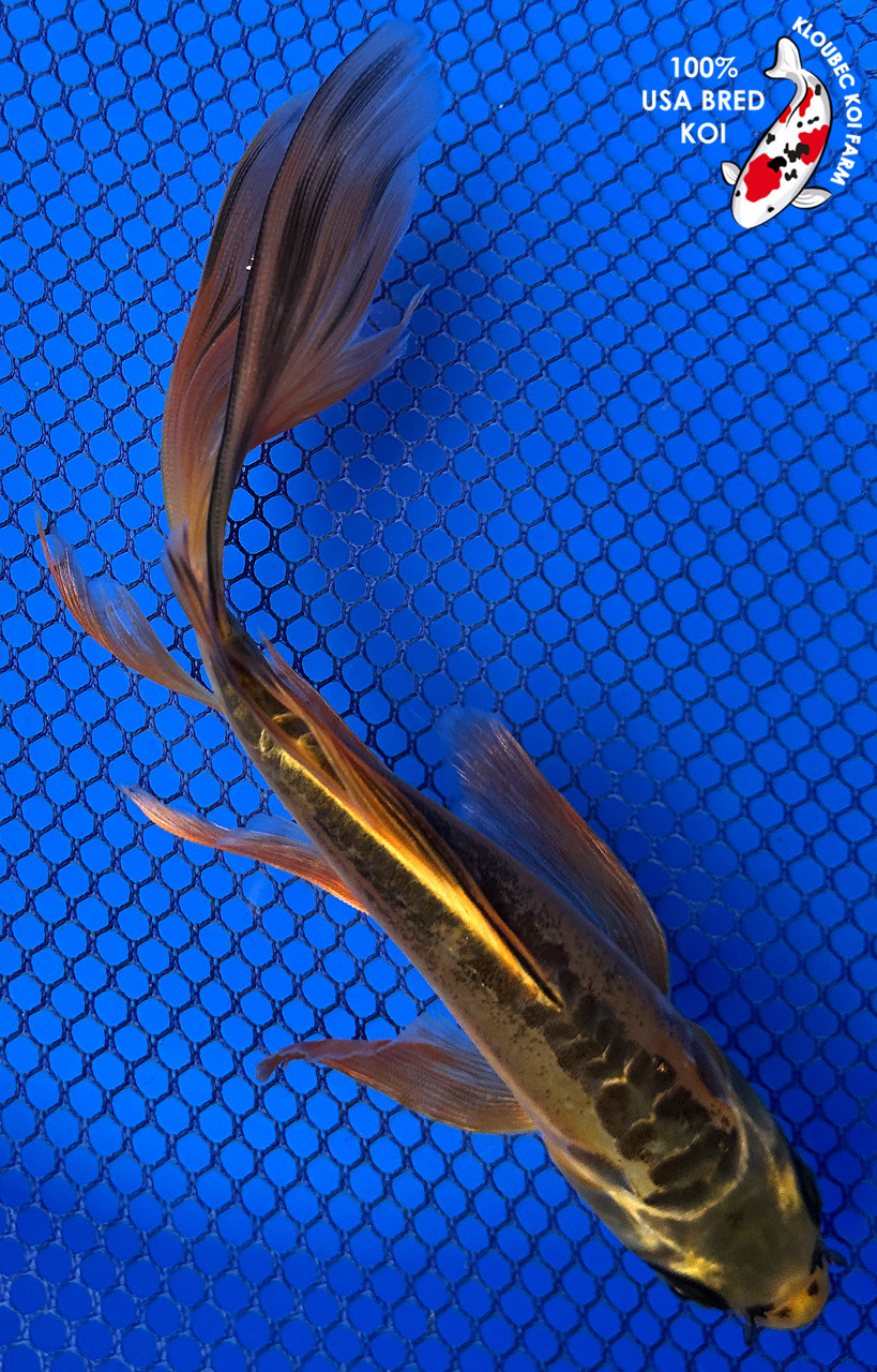 Butterfly Koi Fish for Sale | Longfin Butterfly Koi Varieties | Kloubec ...