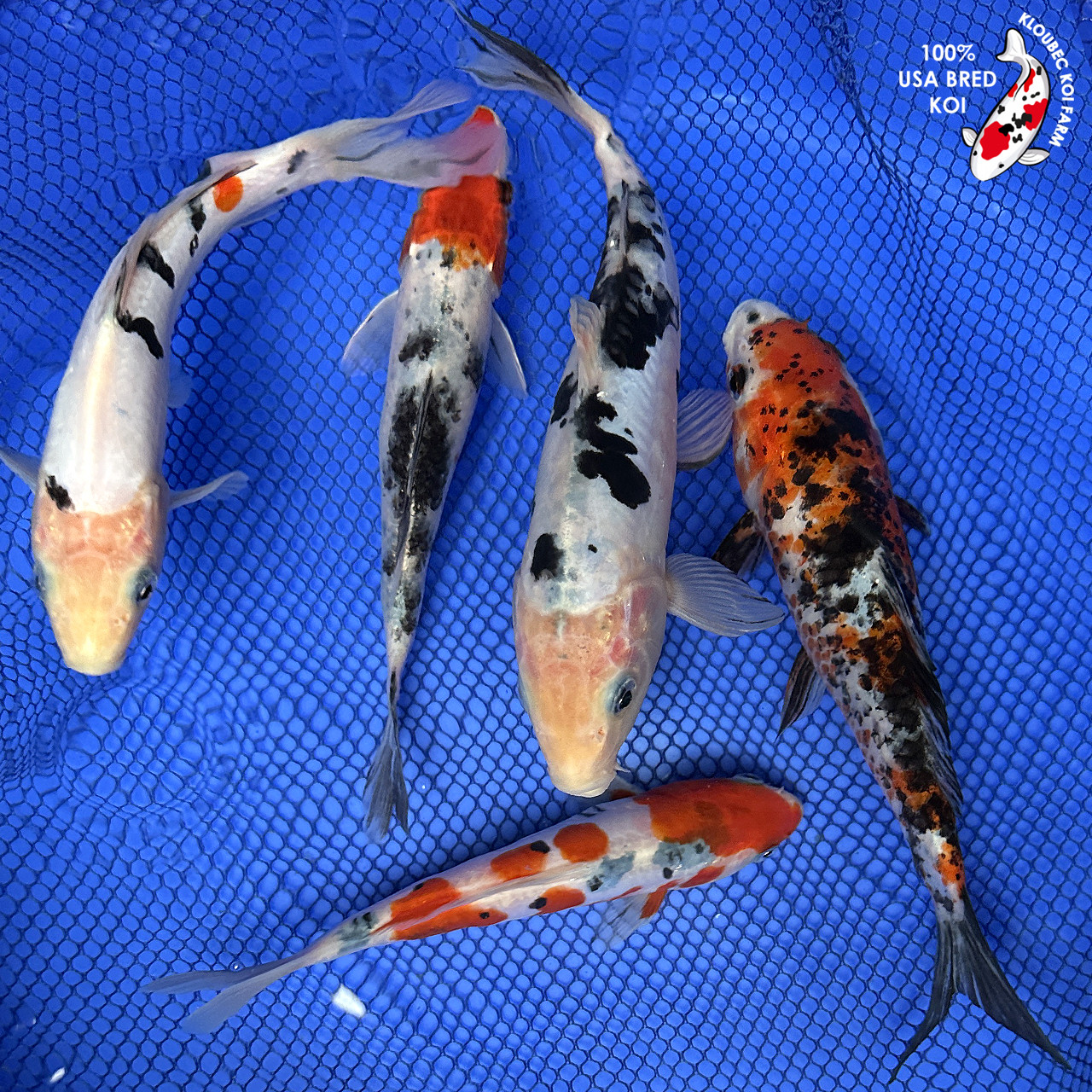 Sanke Koi Fish for Sale | Taisho & Doitsu Sanke Koi | Kloubec Koi Farm