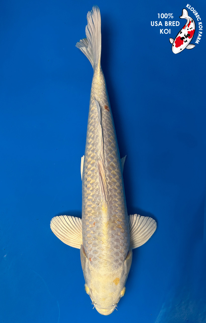 Ogon Koi Fish | Single-Colored Metallic Carp | Kloubec Koi Farm