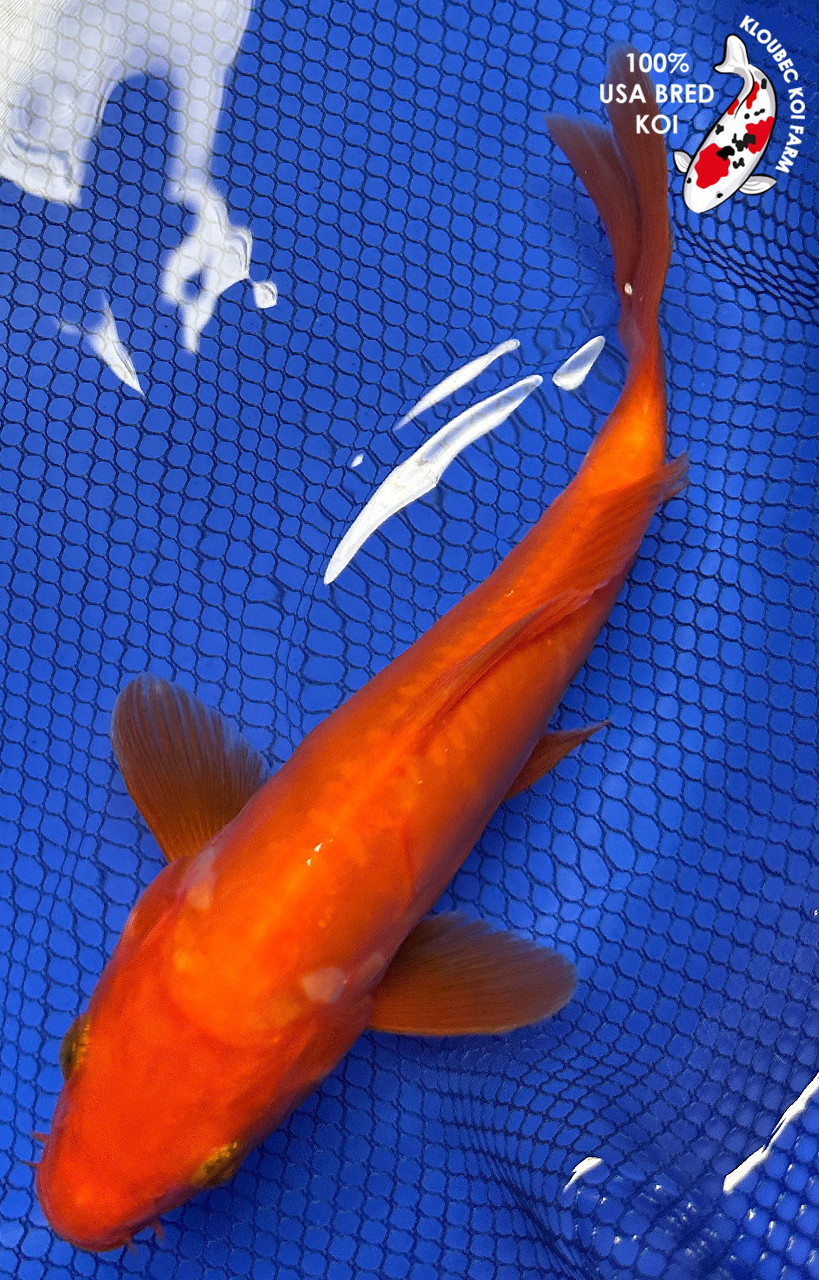 Koi Fish For Sale - Kloubec Koi Farm