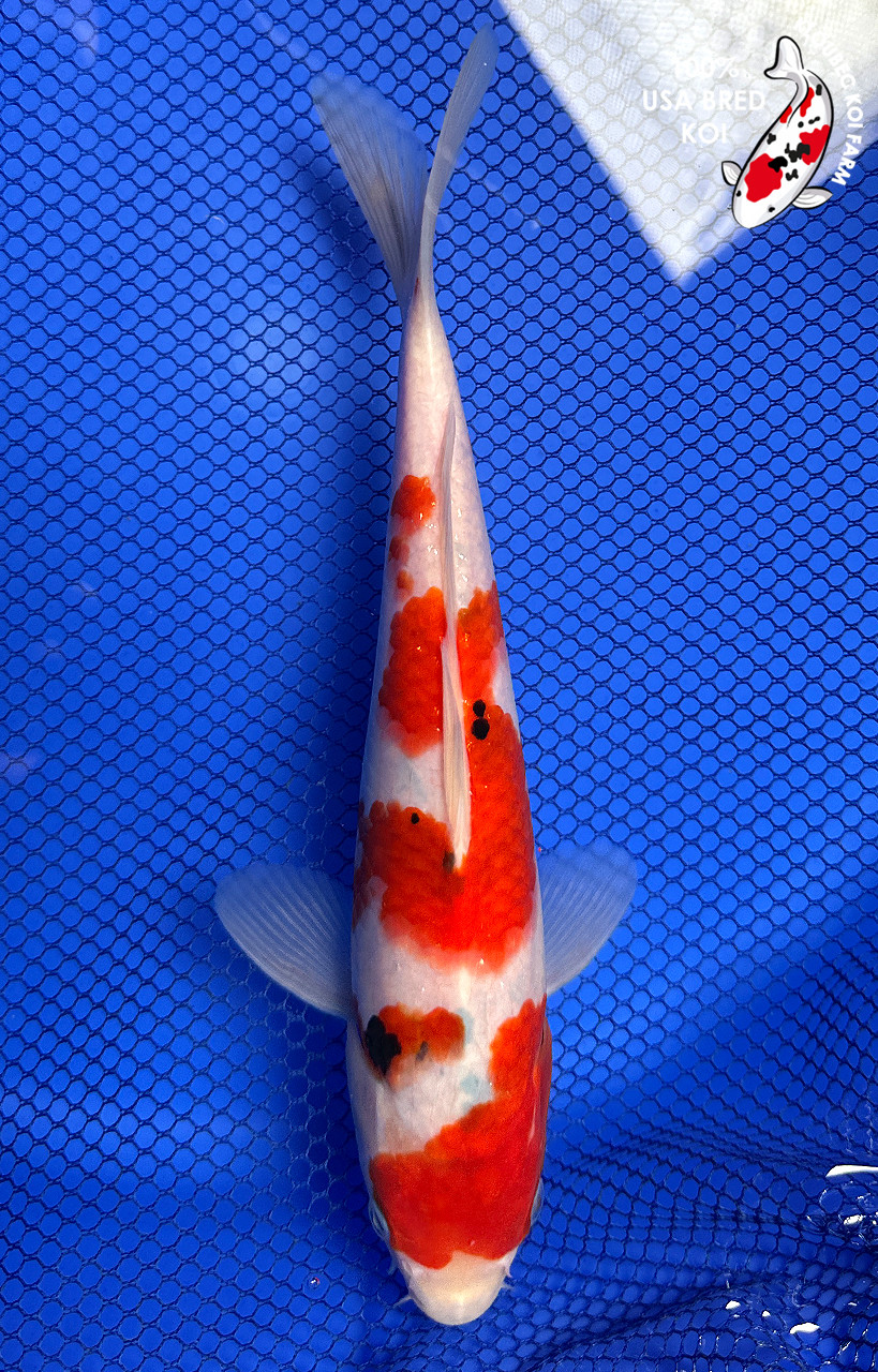 Small Koi Fish | Baby Koi Fish for Sale | Kloubec Koi Farm