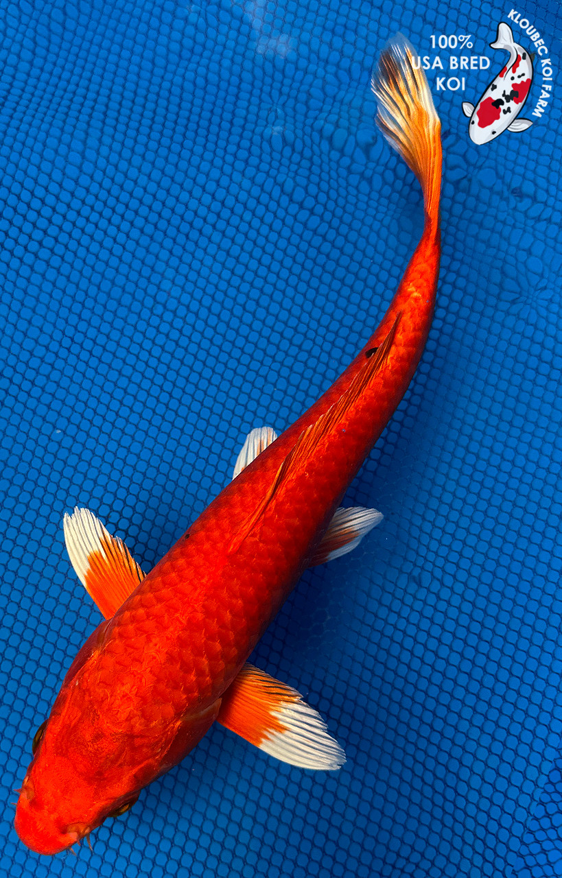 Ogon Koi Fish | Single-Colored Metallic Carp | Kloubec Koi Farm