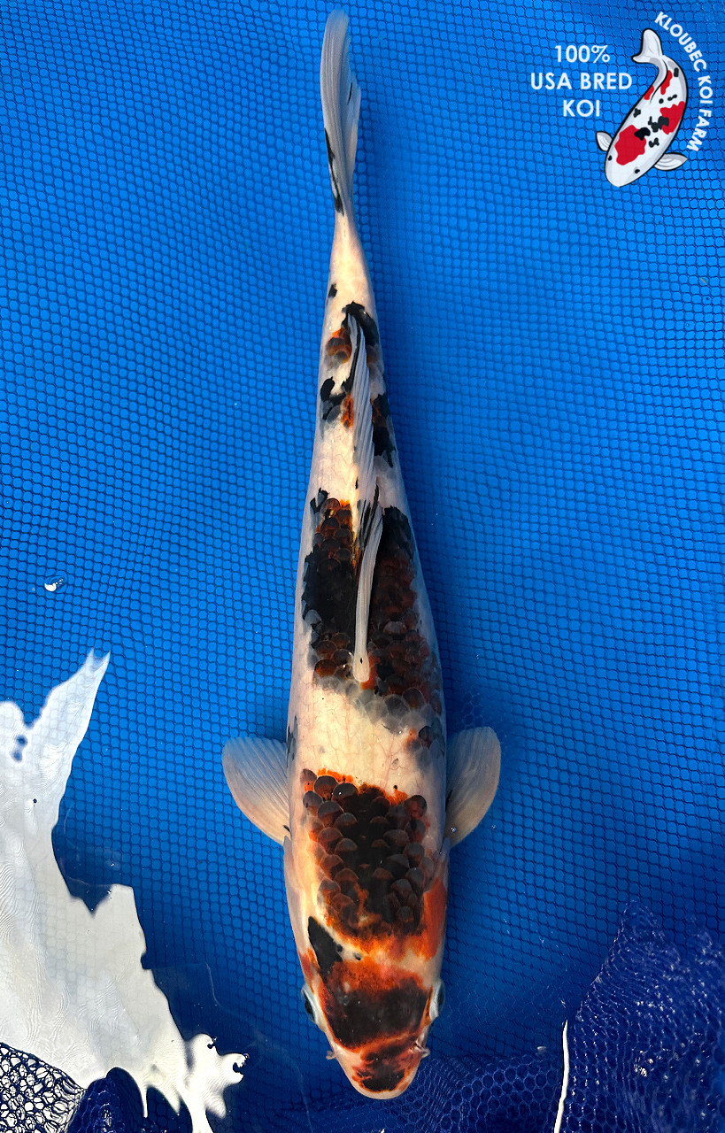 Sanke Koi Fish | Premium Tri‑Color Koi for Sale | Kloubec Koi Farm