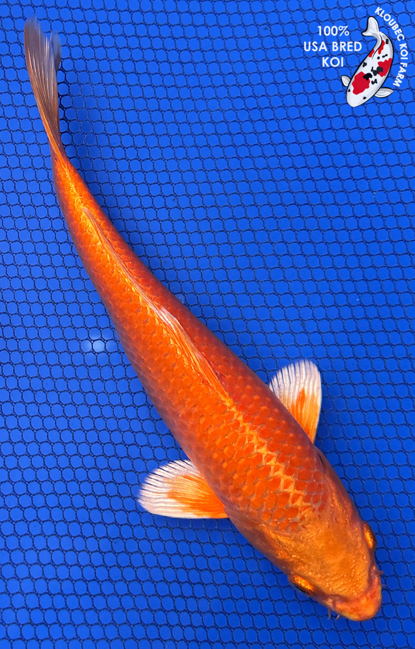 Koi Fish for Sale | Buy Japanese Koi Varieties Online | Kloubec Koi Farm