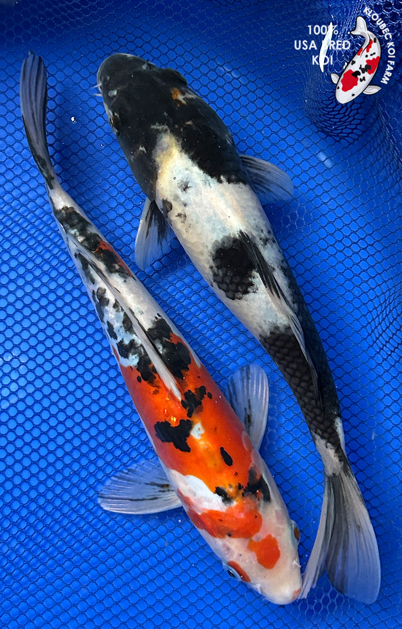 Koi Fish For Sale - Kloubec Koi Farm