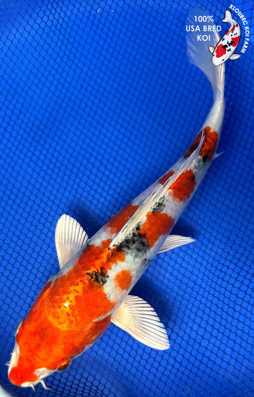 Orange Koi Fish | Orange, Black & White Koi Carp | Kloubec Koi Farm