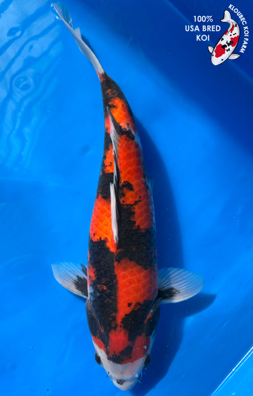 Koi Fish For Sale - Kloubec Koi Farm