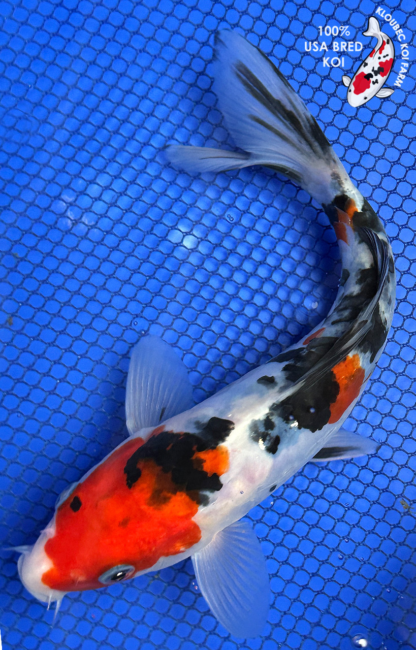 8" Doitsu Sanke Butterfly Koi #J1164(P11) | Kloubec Koi Farm
