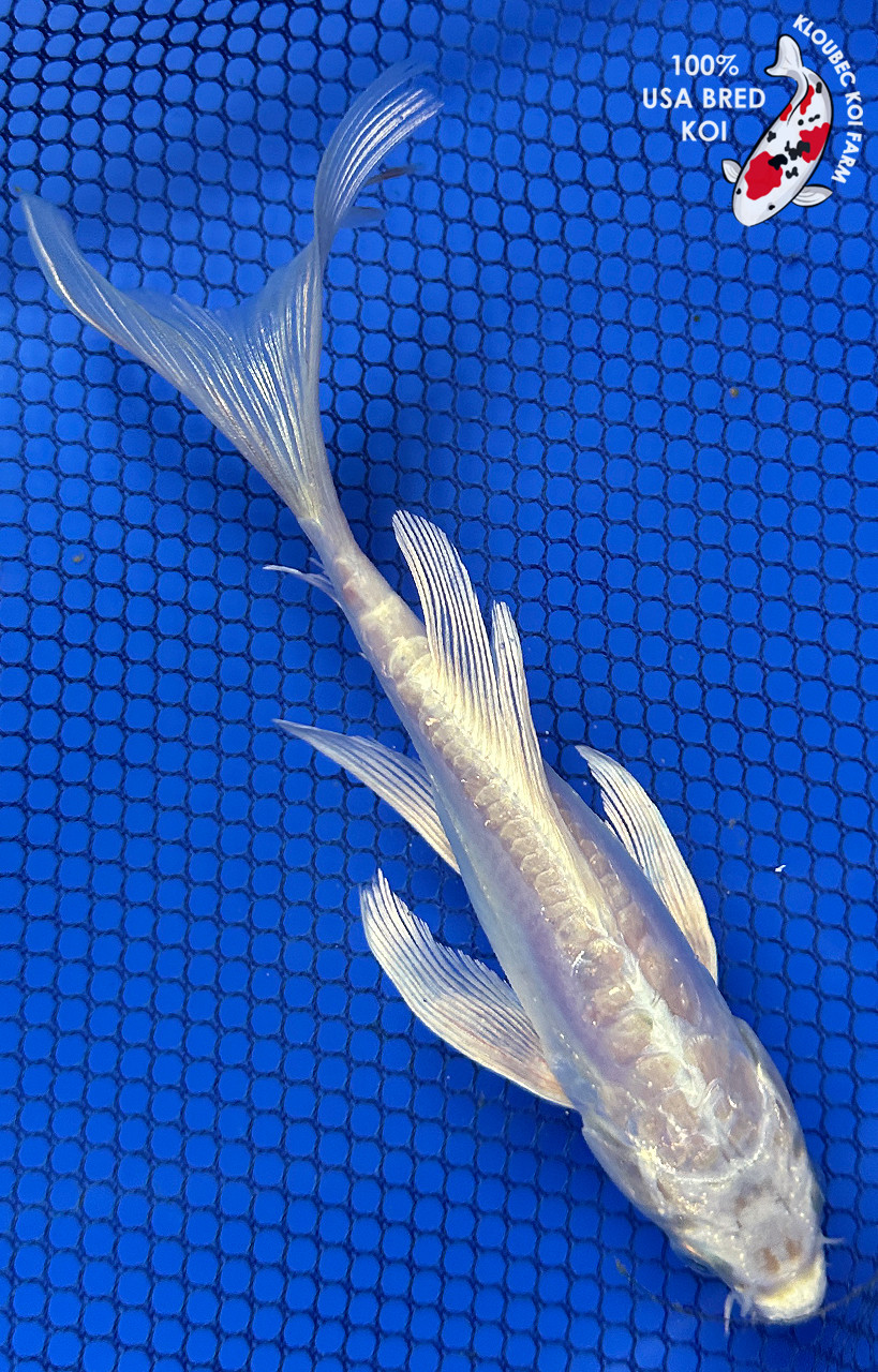 Platinum Ogon Koi Fish | Standard and Longfin Butterfly Koi | Kloubec ...