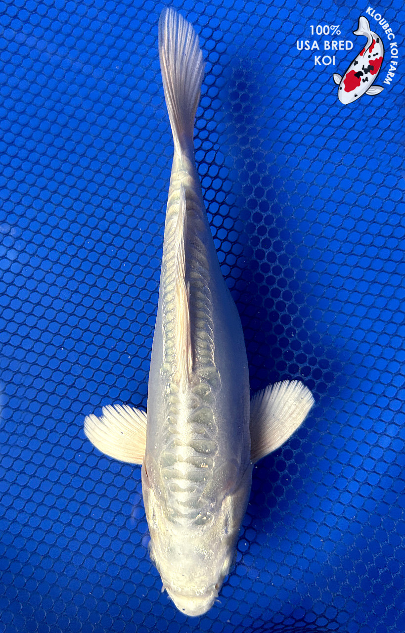 Platinum Ogon Koi Fish | Standard and Longfin Butterfly Koi | Kloubec ...