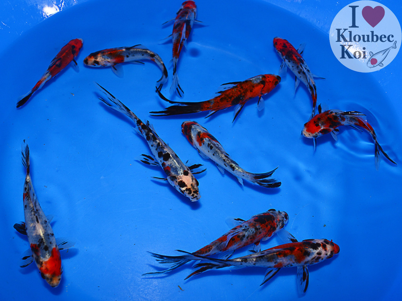 4" - 5" Shubunkin Goldfish - Shubunkins for Sale | Kloubec Koi Farm