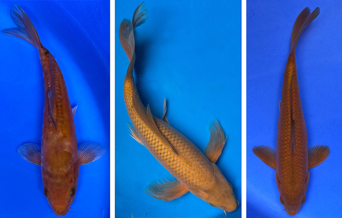 A Guide to Chagoi Koi Identification - Kloubec Koi Farm Store