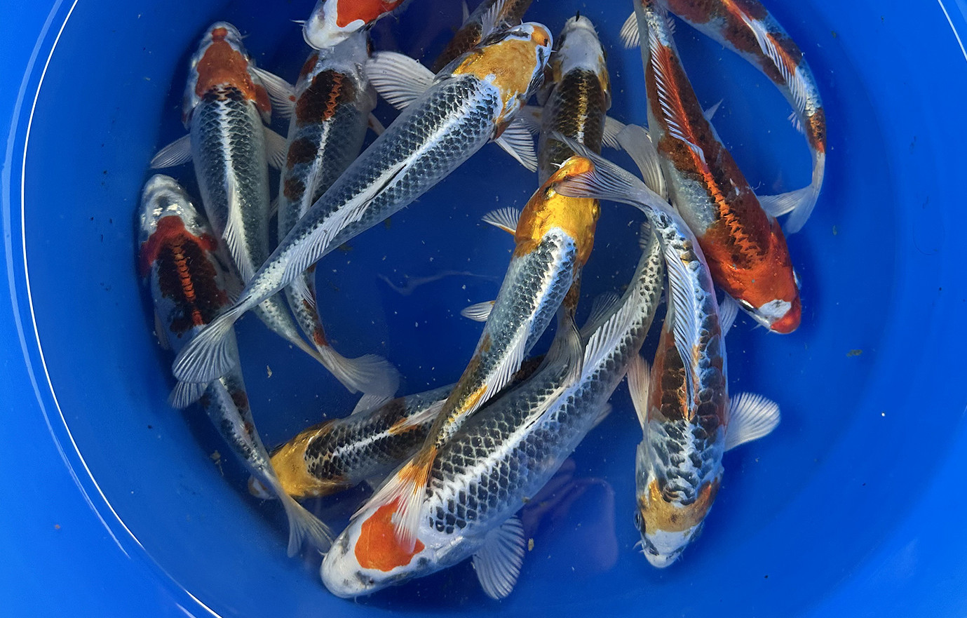 The Rainbow of Koi: A Guide to Rare and Exotic Colors - Kloubec Koi ...