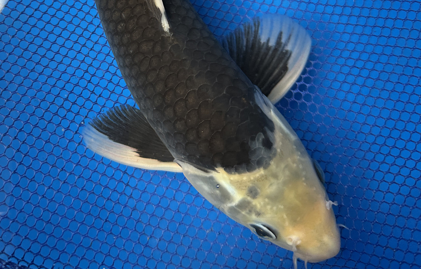 Varieties of Black Koi Fish - Kloubec Koi Farm Store