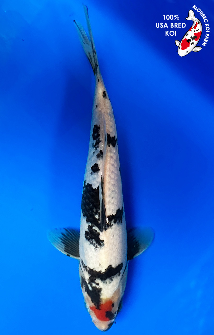11" Tancho Showa Koi (#J1157X35) | Kloubec Koi Farm
