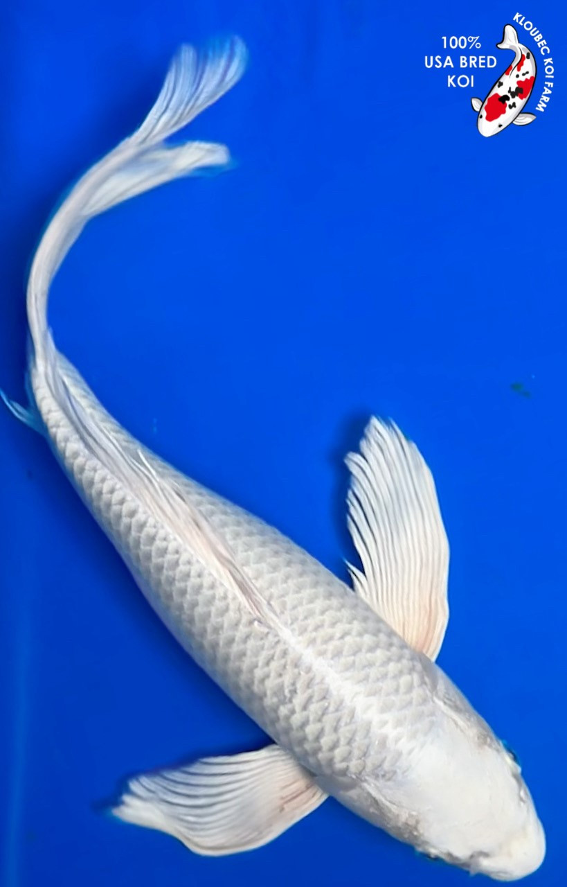 Ogon Koi Fish for Sale | Buy Ogon Koi Carp Online | Kloubec Koi Farm