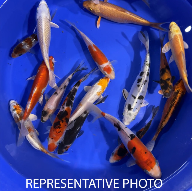 Bulk Koi Fish for Sale | Wholesale Assorted Koi Fish | Kloubec Koi Farm
