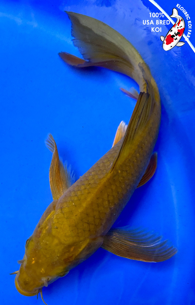 Butterfly Koi for Sale | Japanese Butterfly Koi Varieties | Kloubec Koi ...