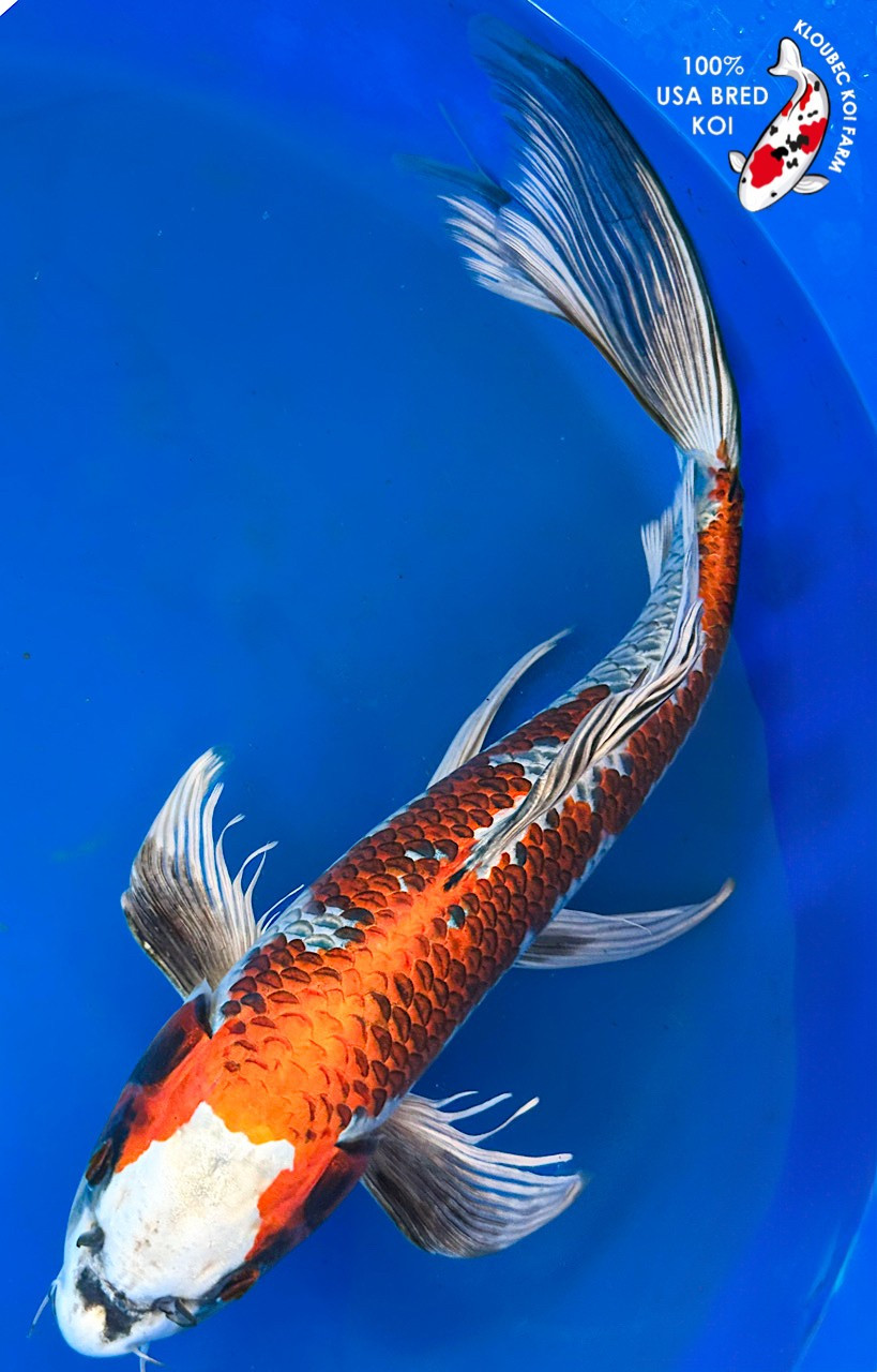 Butterfly Koi Fish for Sale | Longfin Butterfly Koi Varieties | Kloubec ...