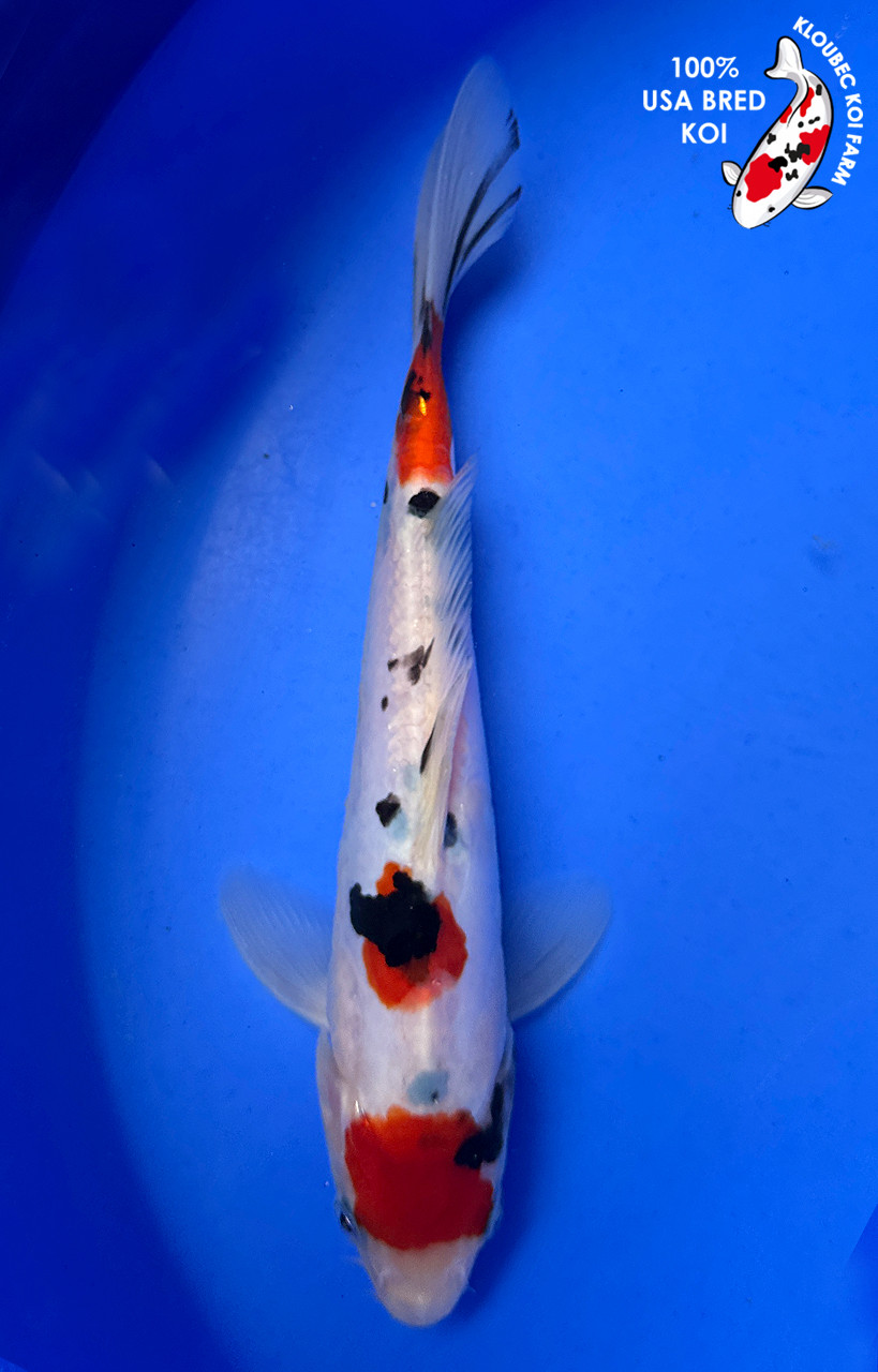 Koi Fish for Sale | Buy Japanese Koi Varieties Online | Kloubec Koi Farm