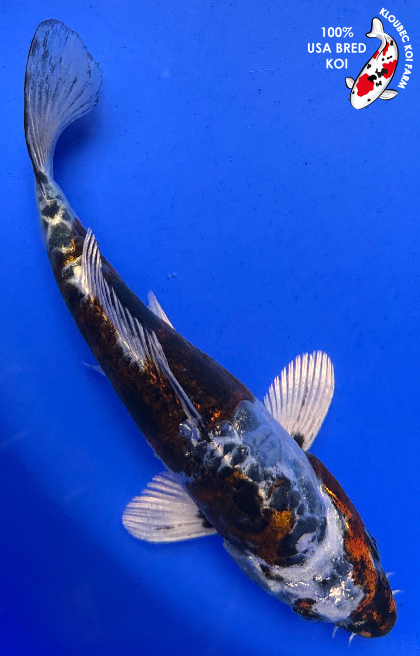 Koi Fish for Sale | Buy Japanese Koi Varieties Online | Kloubec Koi Farm