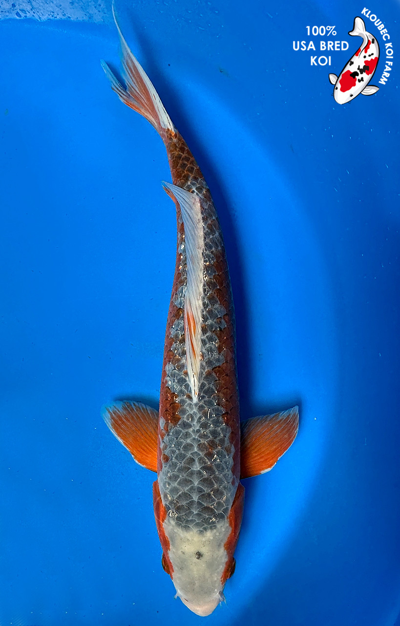 Asagi Koi Fish | Traditional Blue Koi Carp | Kloubec Koi Farm