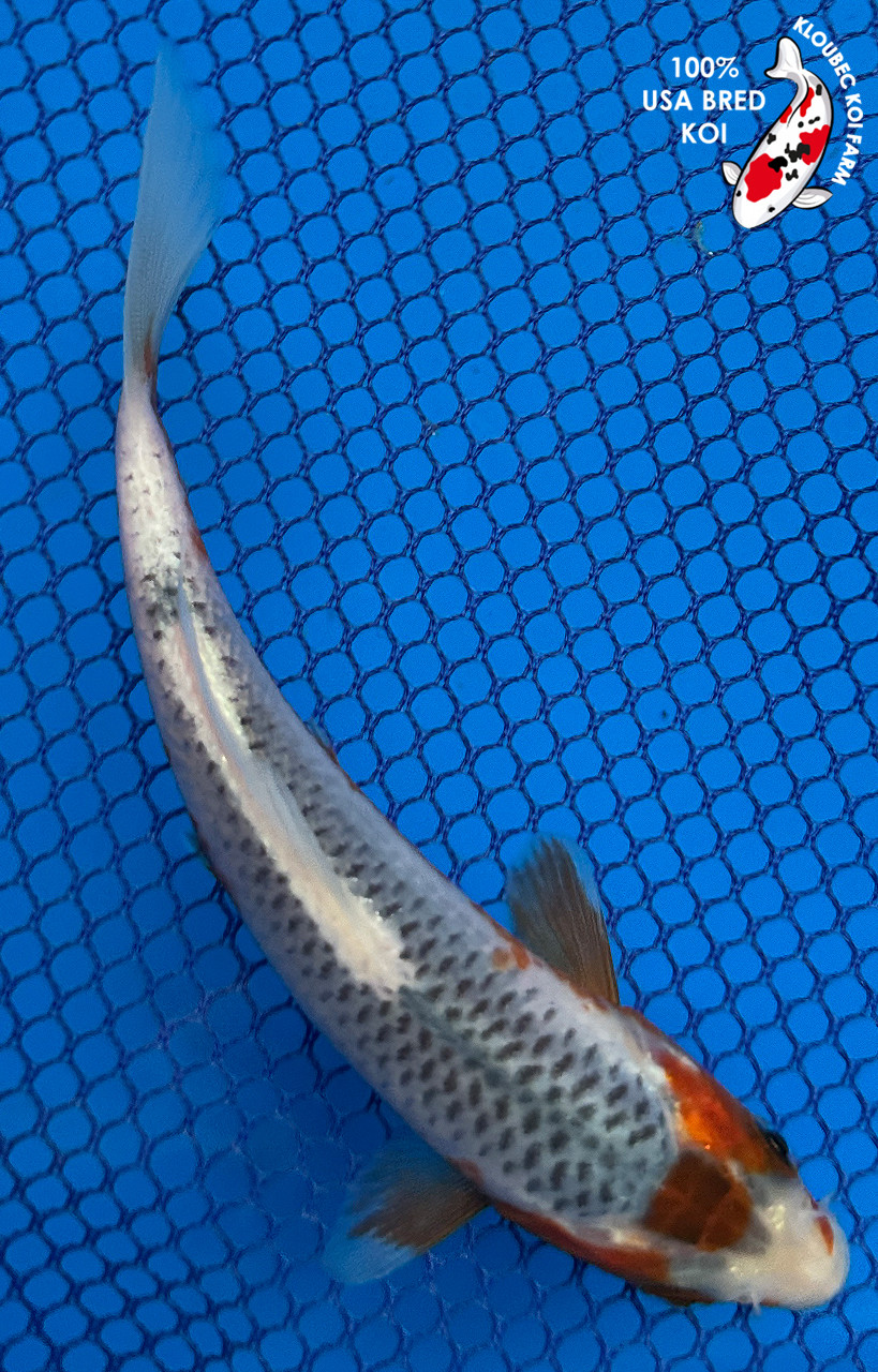 Asagi Koi Fish | Traditional Blue Koi Carp | Kloubec Koi Farm